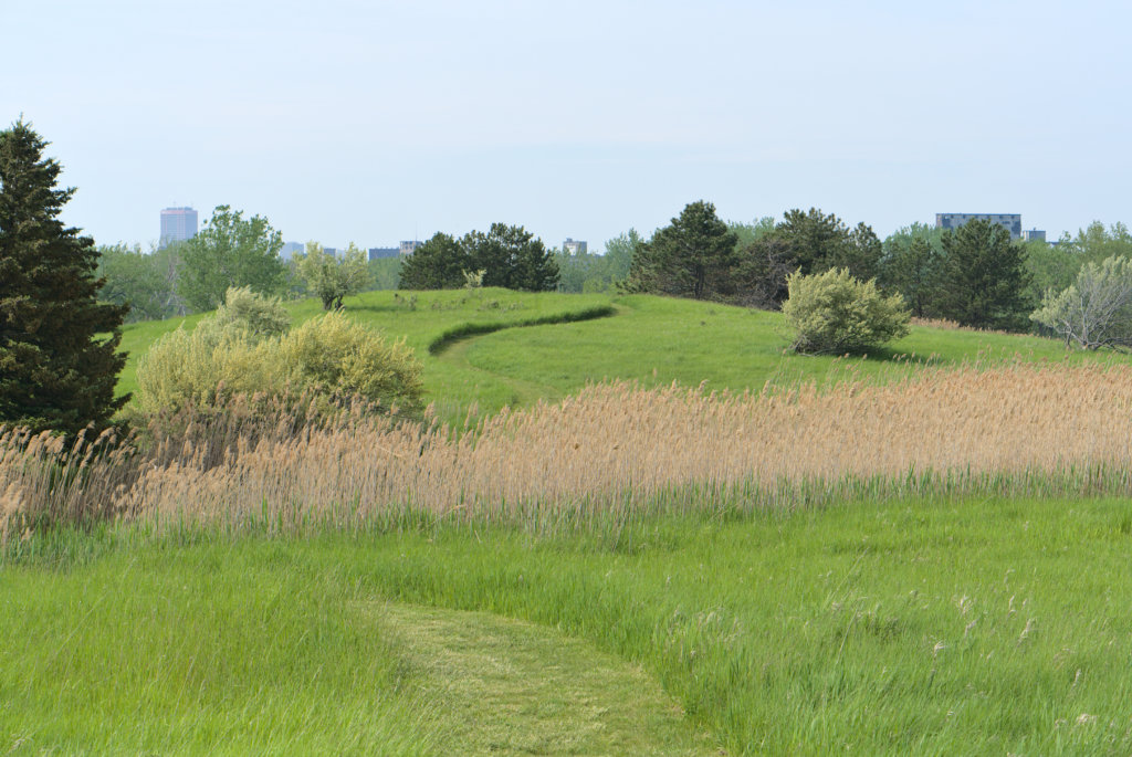 Western New York’s Gorgeous & Interesting Native Plants