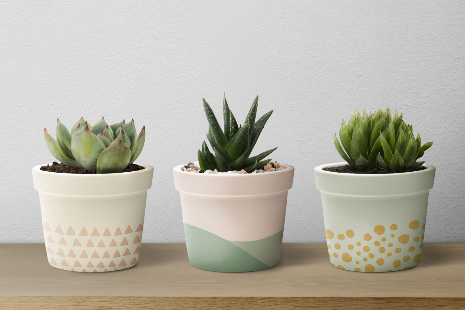 Why Succulent Plants Are Perfect for Apartment Living